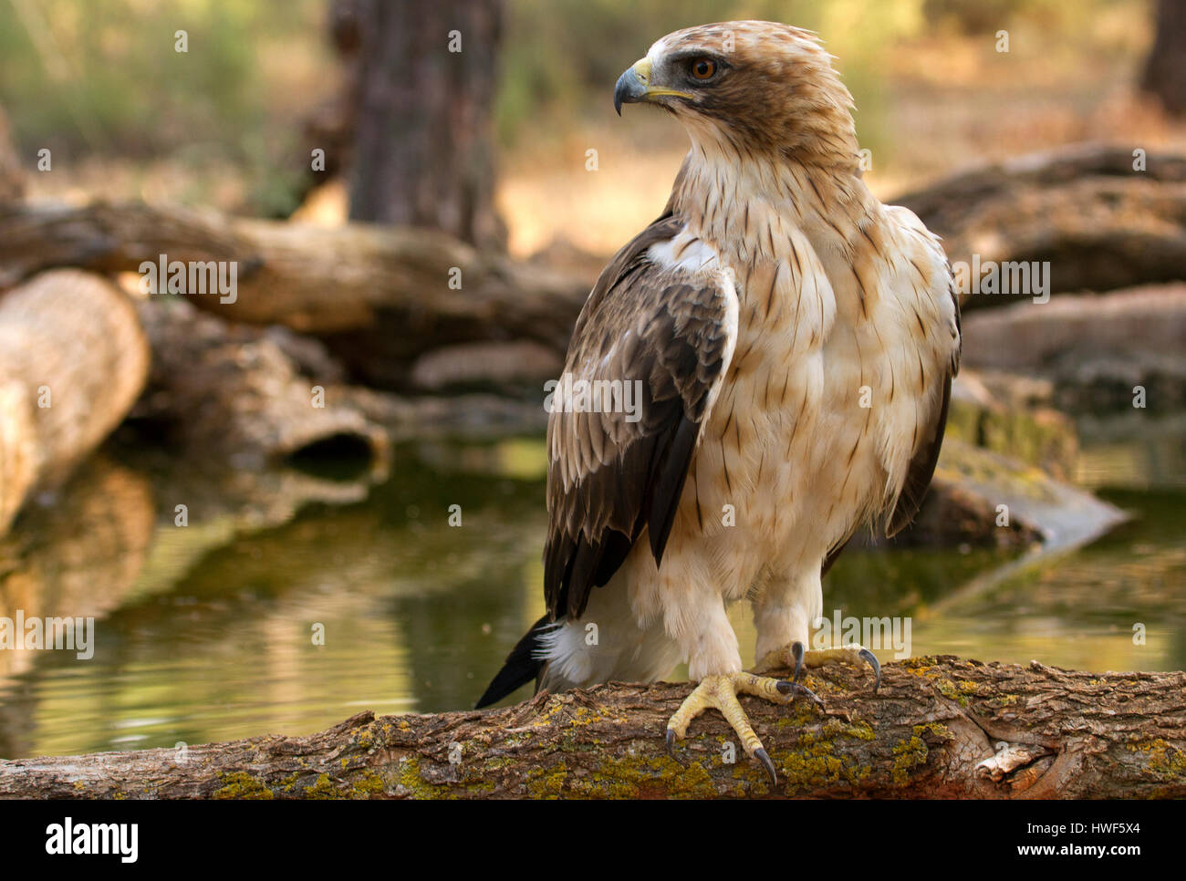 Aquila pennata hi-res stock photography and images - Alamy