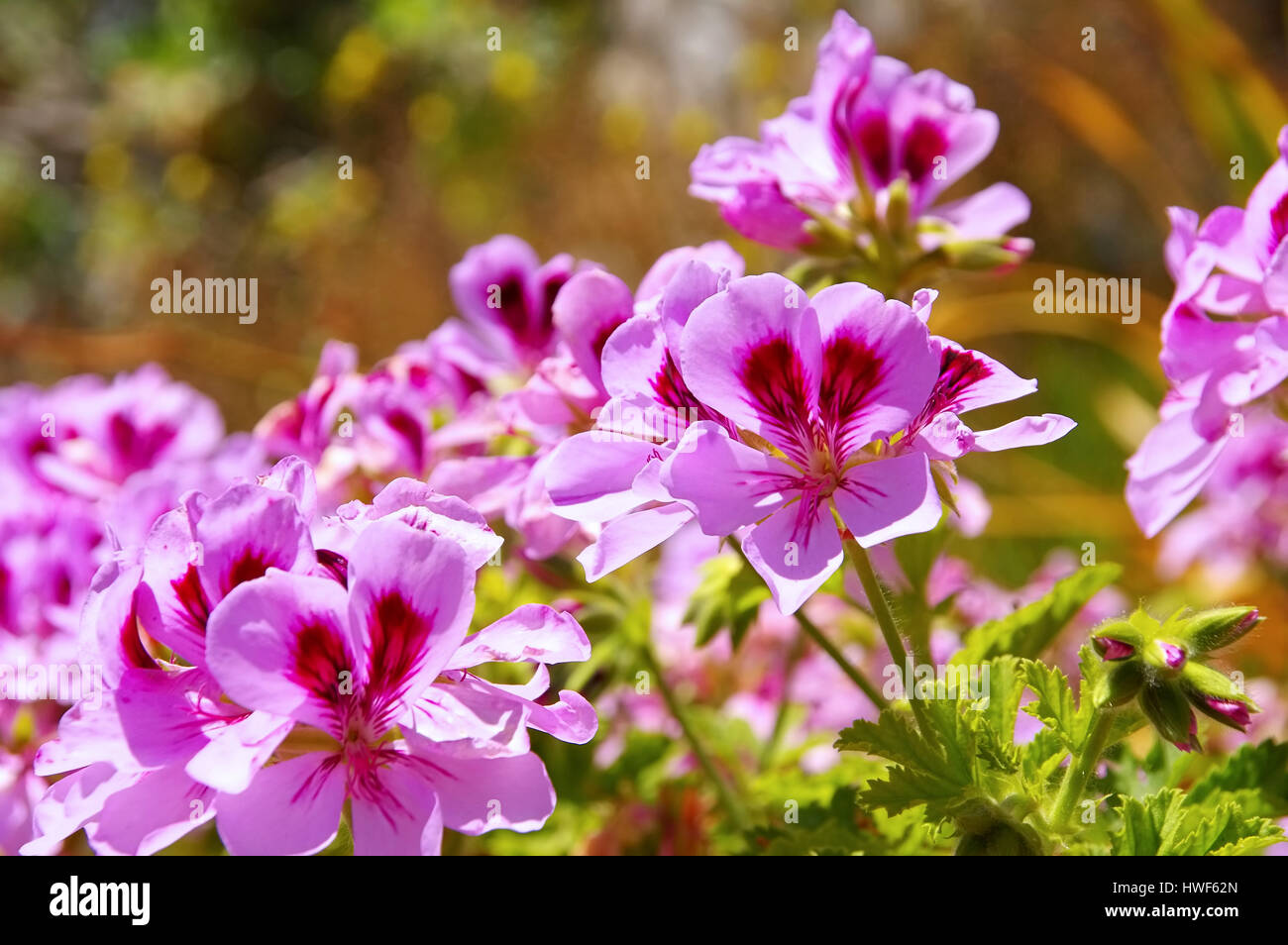 Gerania hi-res stock photography and images - Alamy
