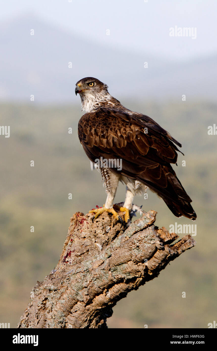 Aquila fasciata hi-res stock photography and images - Alamy