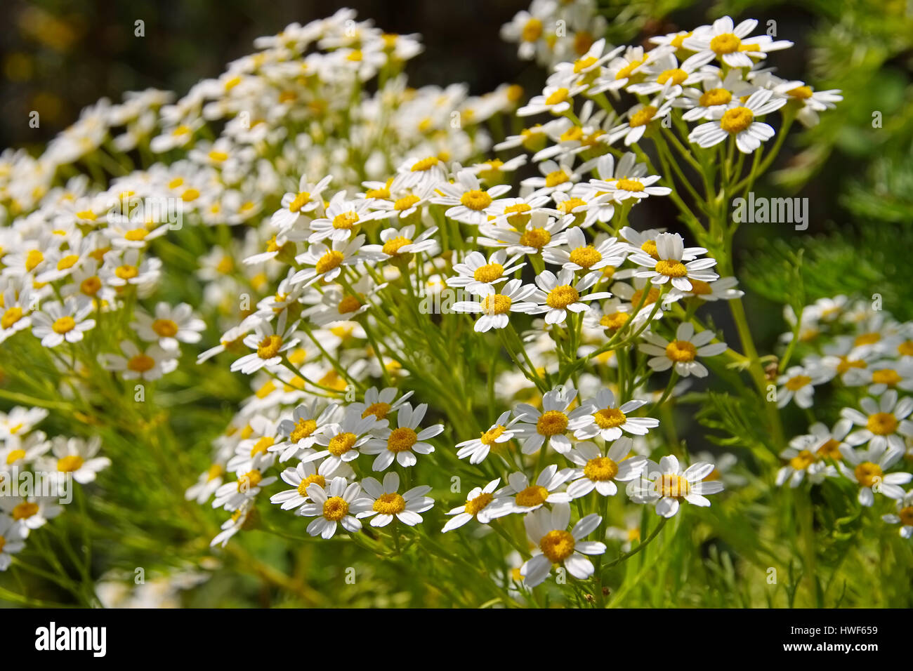 Tanacetum ferulaceum, a species of flowering plants in the aster family ...