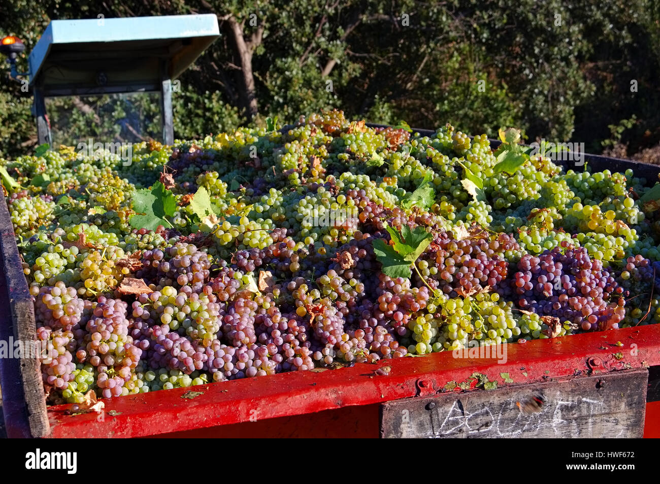 grape harvest in autumn, many fruits Stock Photo - Alamy