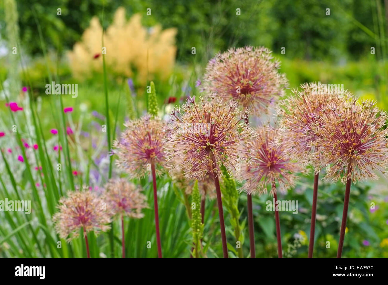 Flower balls hi-res stock photography and images - Alamy