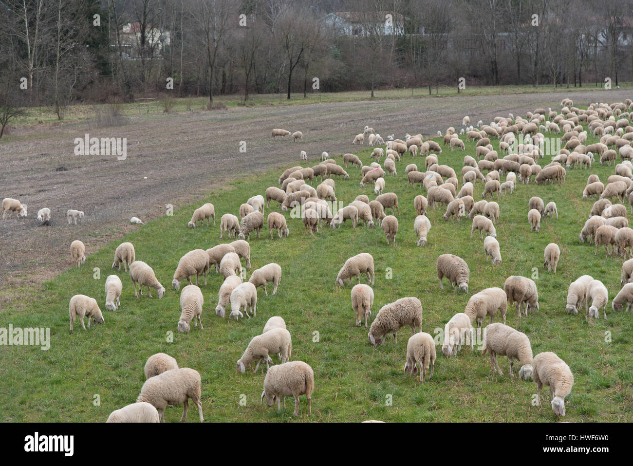 flock of sheep in the countryside Stock Photo - Alamy