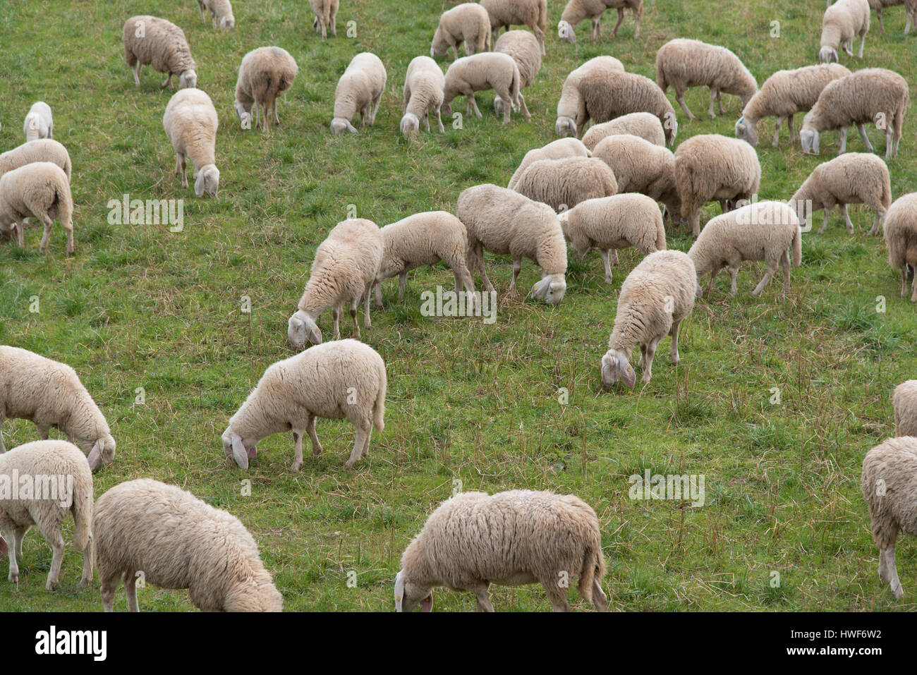 flock of sheep in the countryside Stock Photo - Alamy