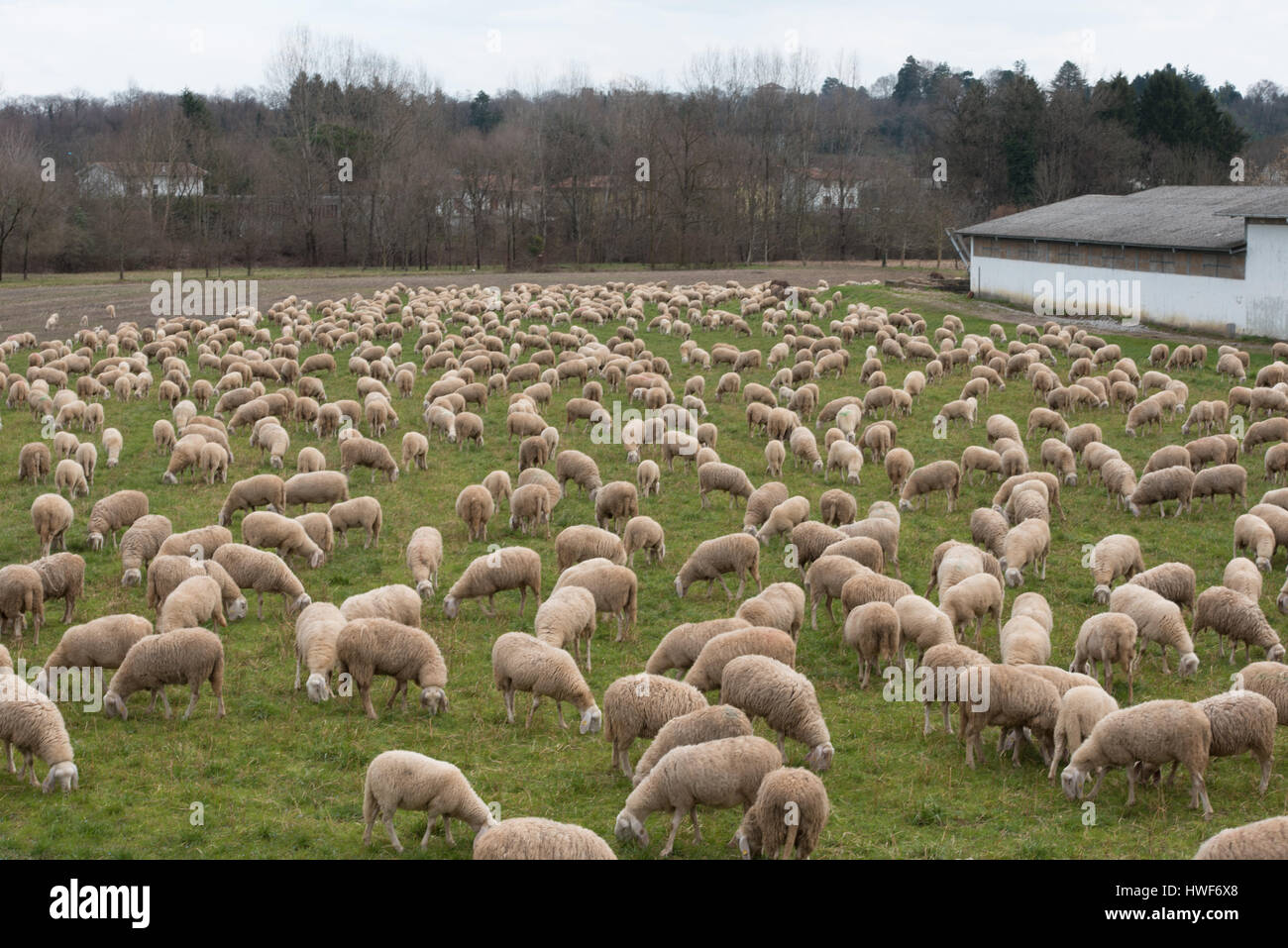 flock of sheep in the countryside Stock Photo - Alamy