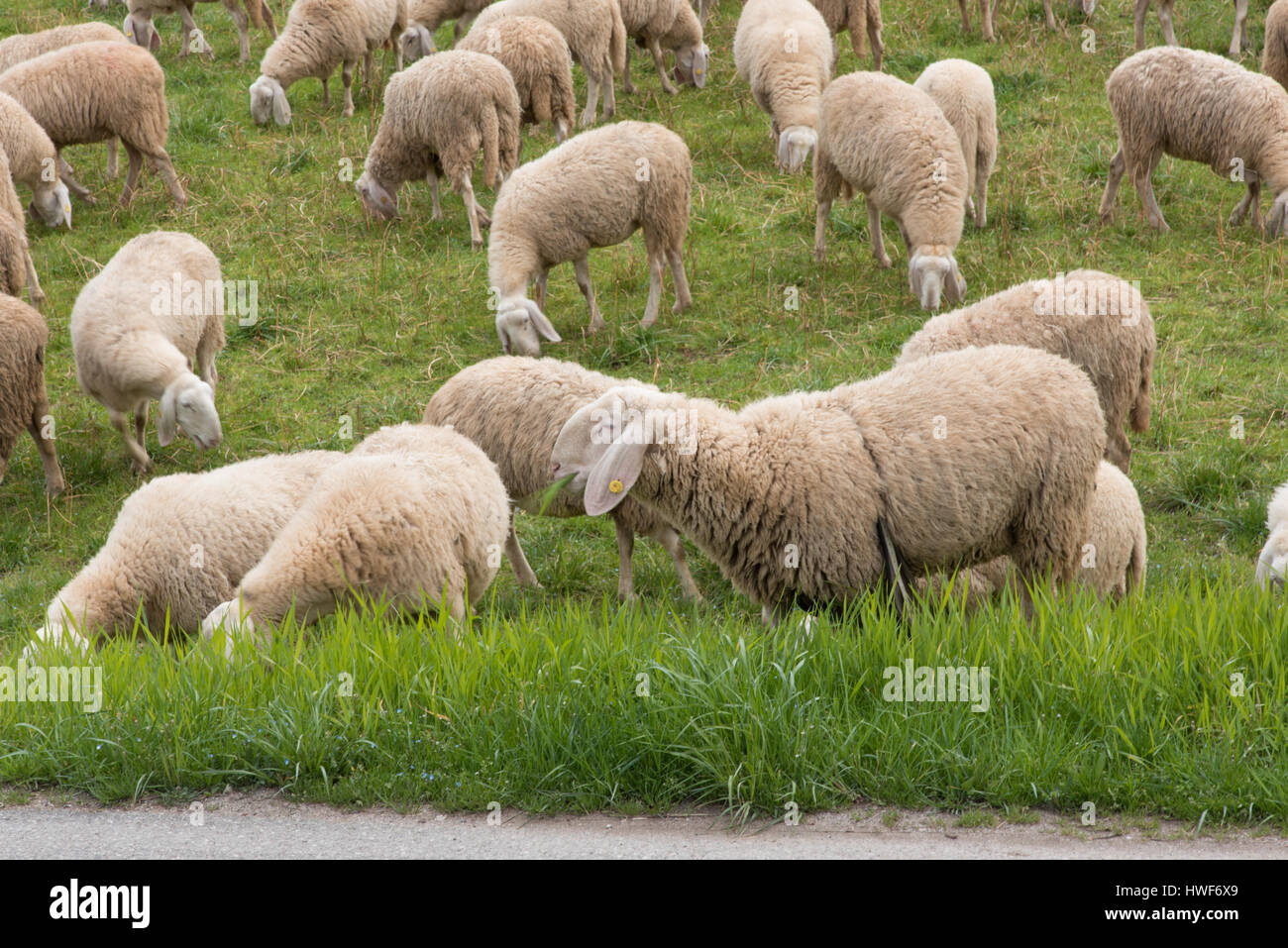 flock of sheep in the countryside Stock Photo - Alamy
