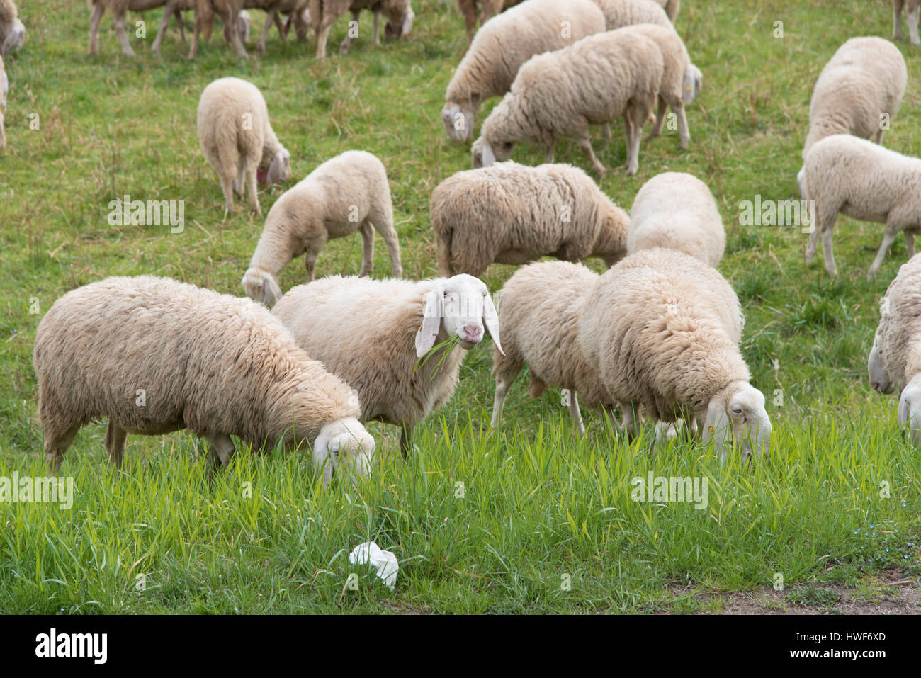 flock of sheep in the countryside Stock Photo - Alamy