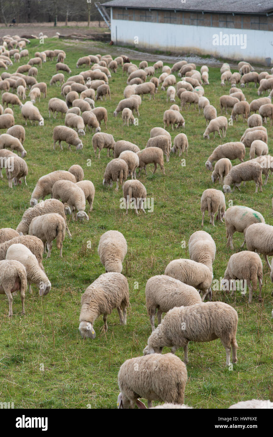 flock of sheep in the countryside Stock Photo - Alamy
