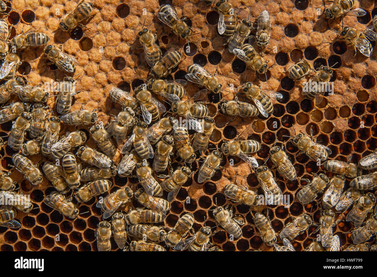 Busy bees inside hive with open and sealed cells for their young. Birth ...