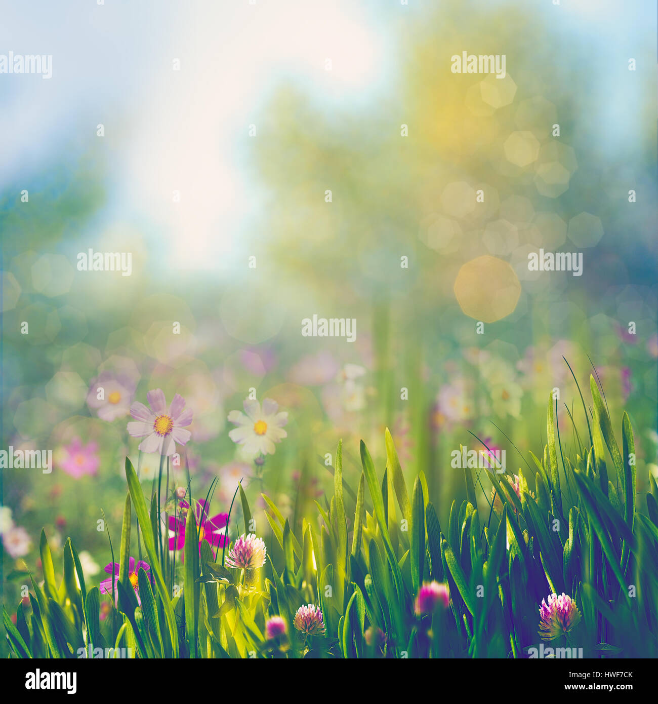 Beauty summer day, abstract rural landscape with blooming flowers and ...