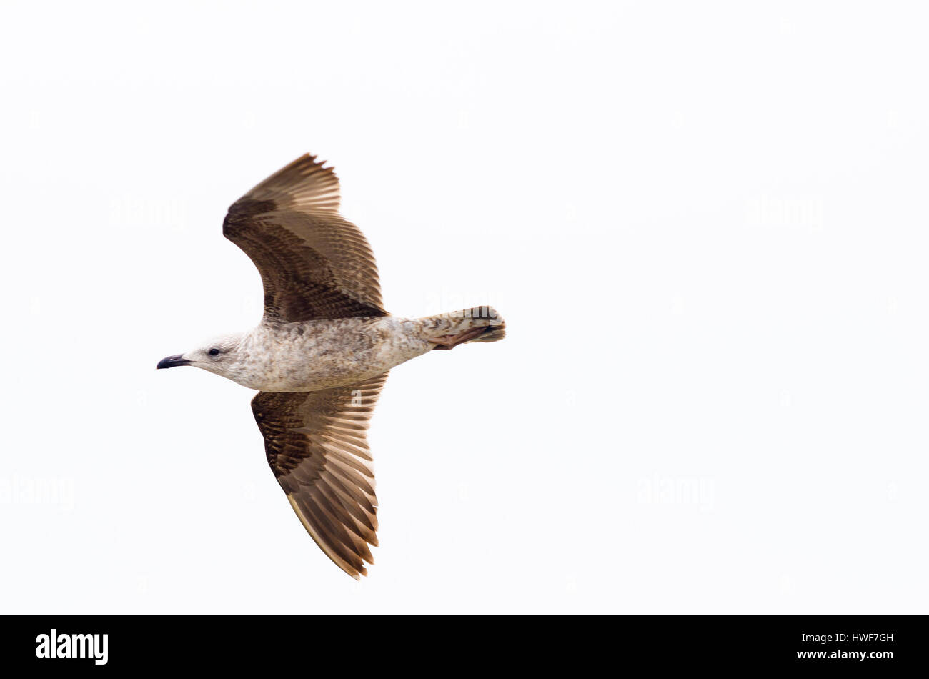 Seagull fly bird white Cut Out Stock Images & Pictures - Alamy