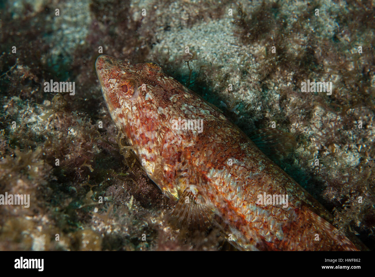 Lizardfish, Synodus synodus, Synodontidae, Tenerife, Canarian Islands ...