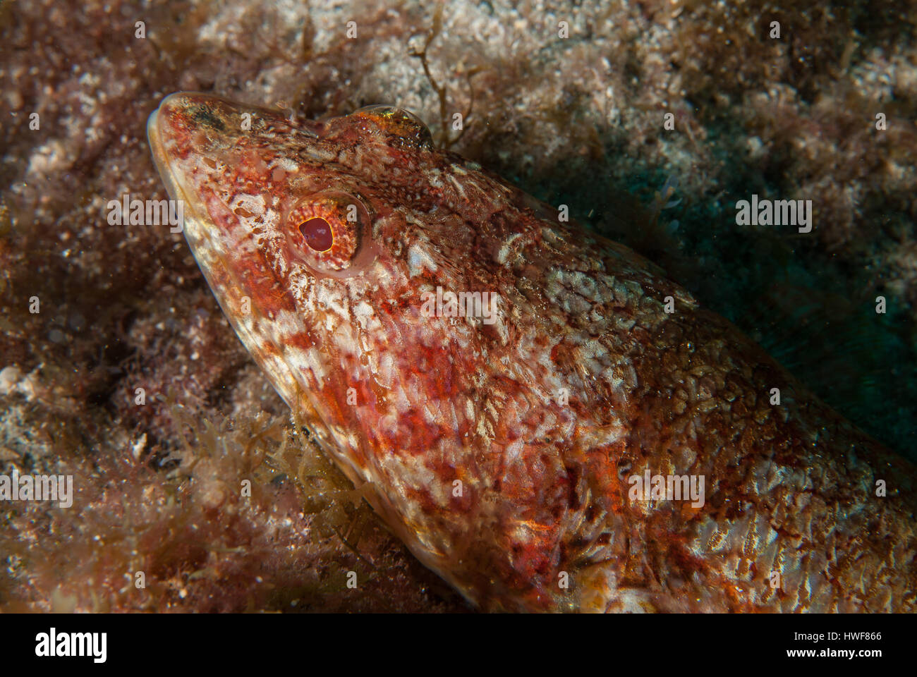 Canarian fishes hi-res stock photography and images - Alamy