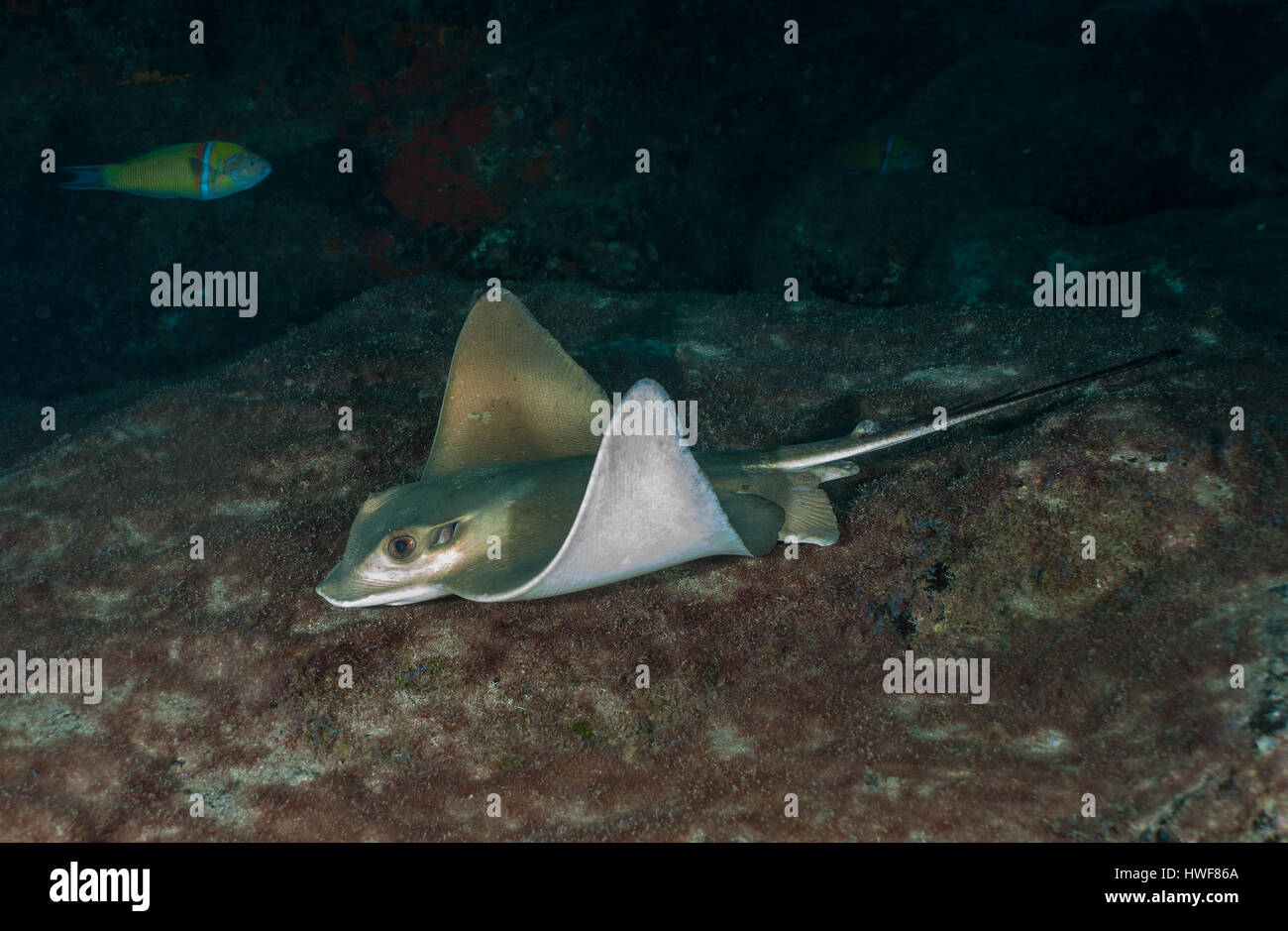 Common Eagle Ray, Myliobatis aquila, Tenerife, Canarian Islands, Spain ...