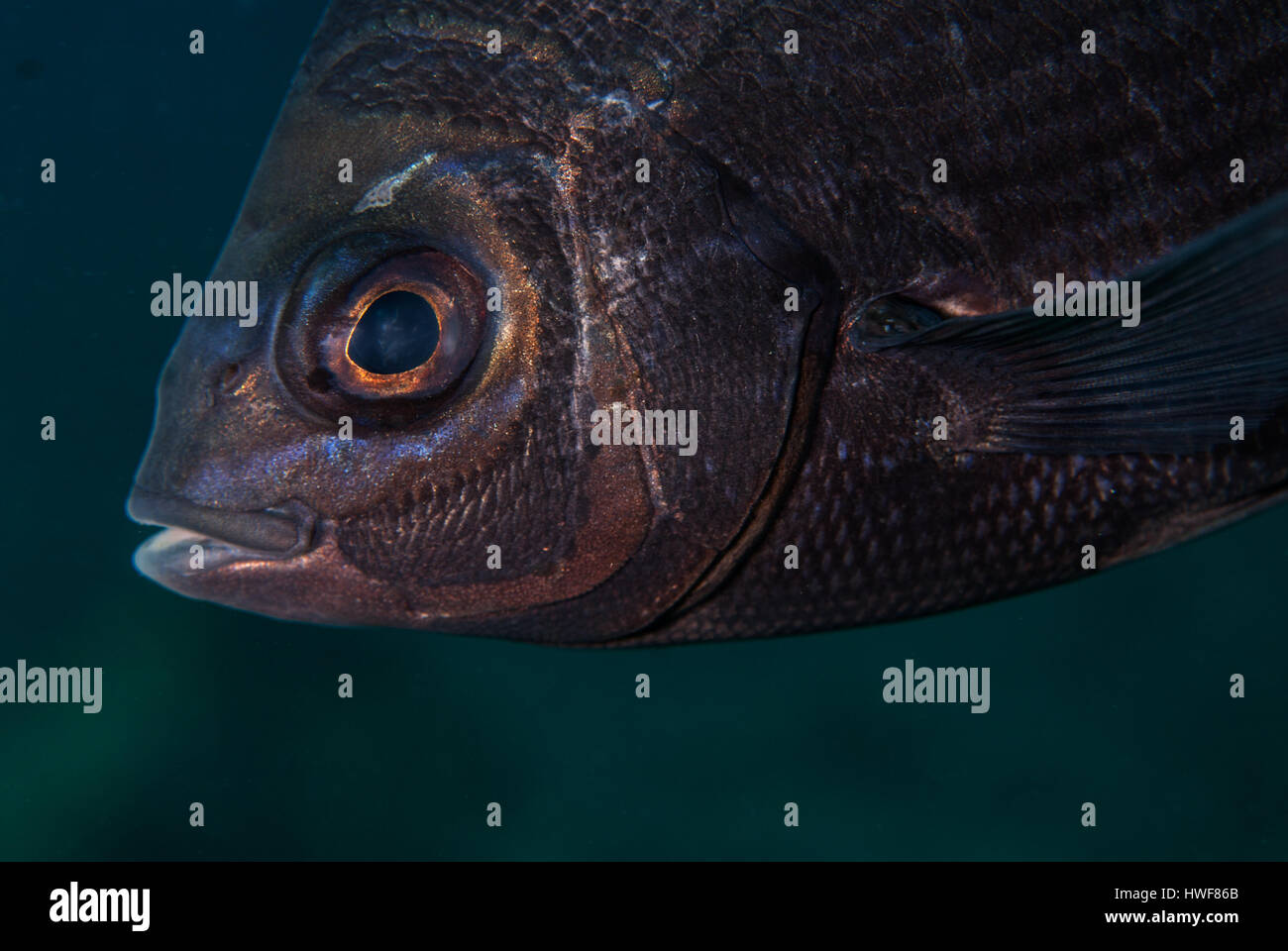 Sparidae fish fishes hi-res stock photography and images - Alamy