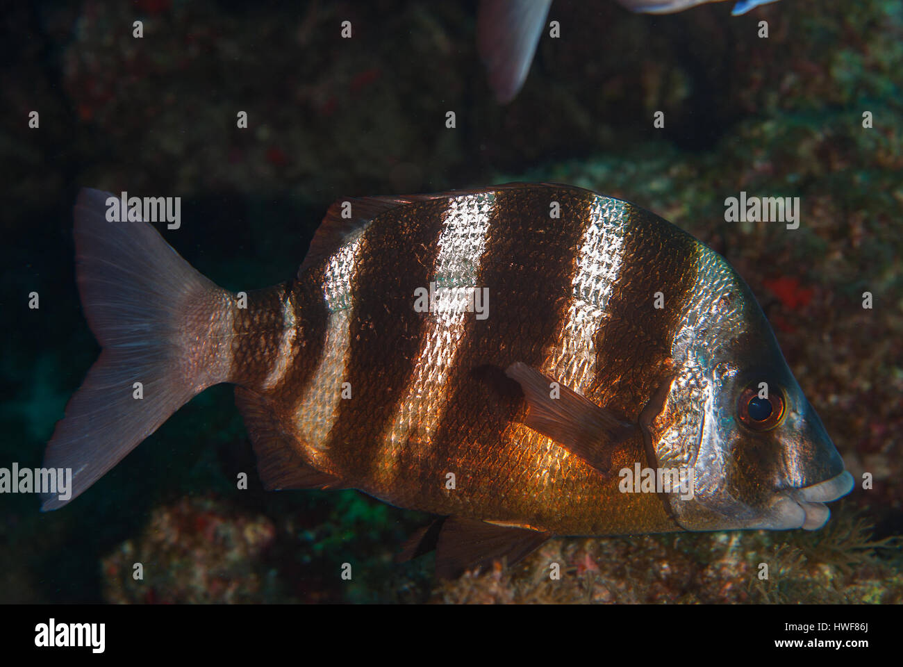 Diplodus cervinus cervinus, Sparidae, Tenerife, Canarian Islands, Spain ...