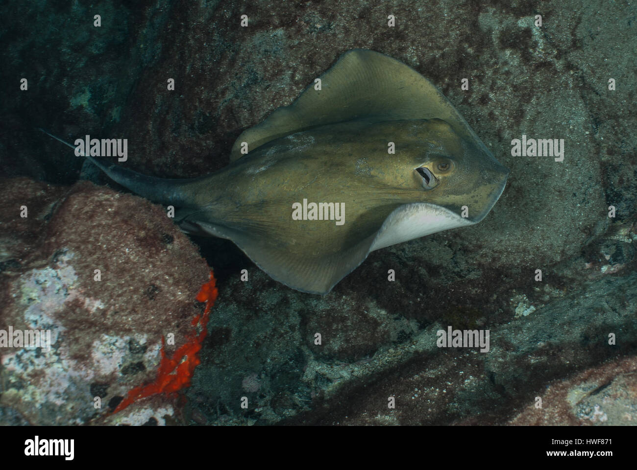 Round stingray taeniura grabata hi-res stock photography and images - Alamy