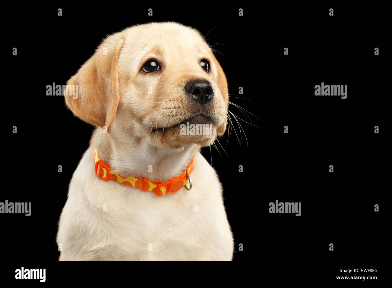Golden Labrador Retriever puppy isolated on black background Stock ...