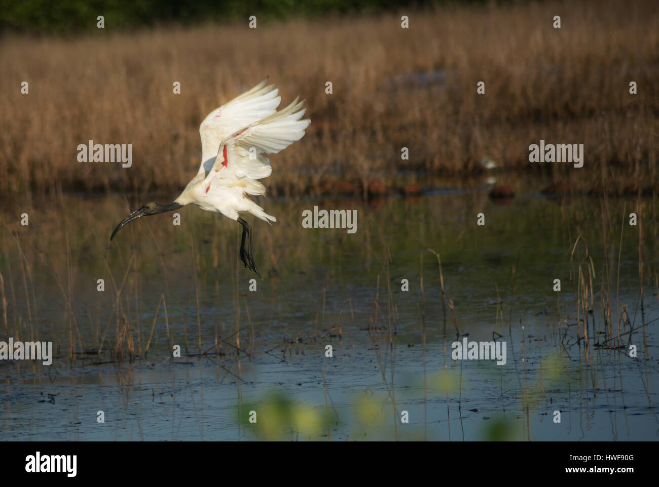 A Black-headed Ibis flying over the river Stock Photo - Alamy