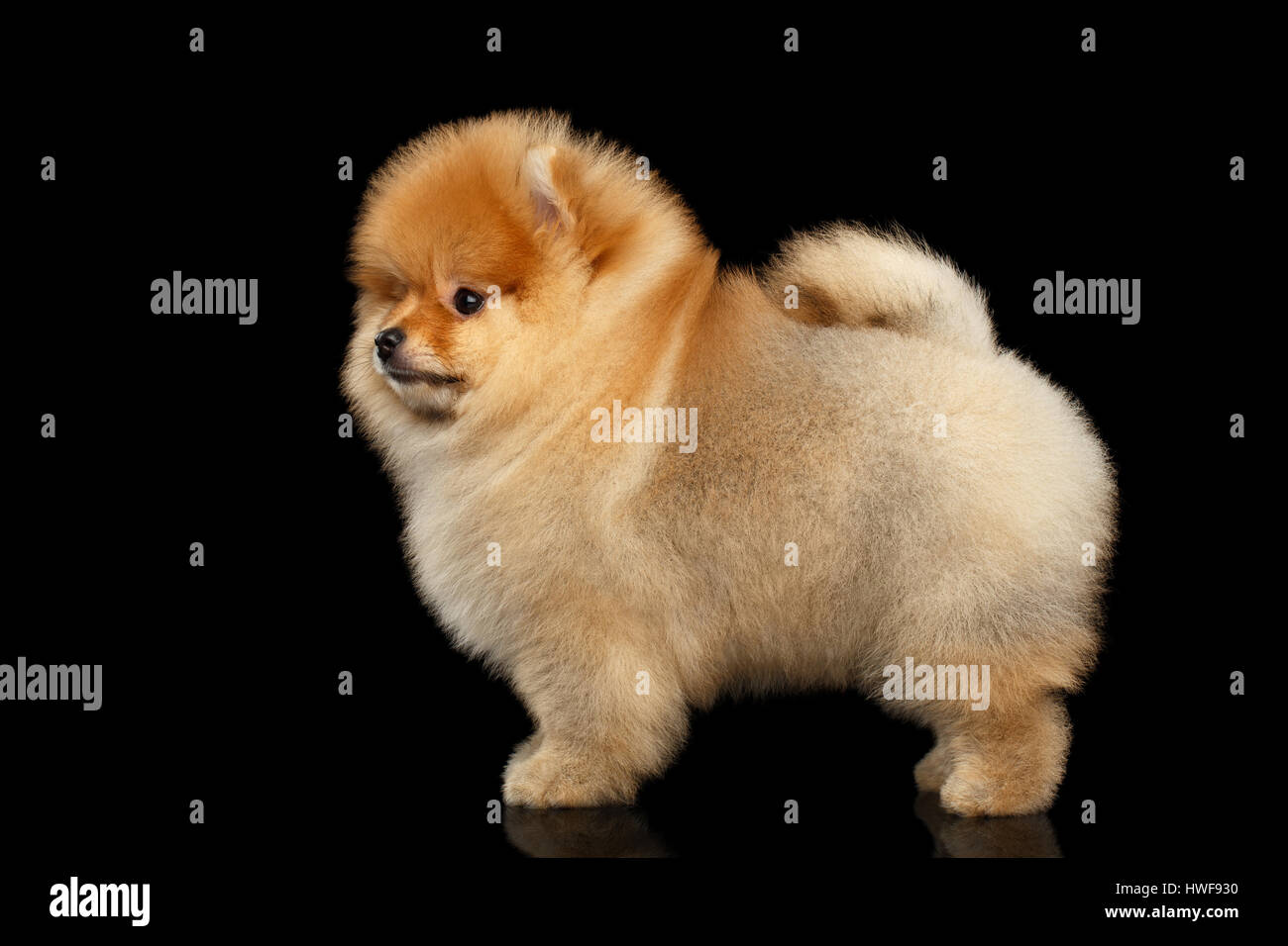 miniature Pomeranian Spitz puppy on black background Stock Photo - Alamy