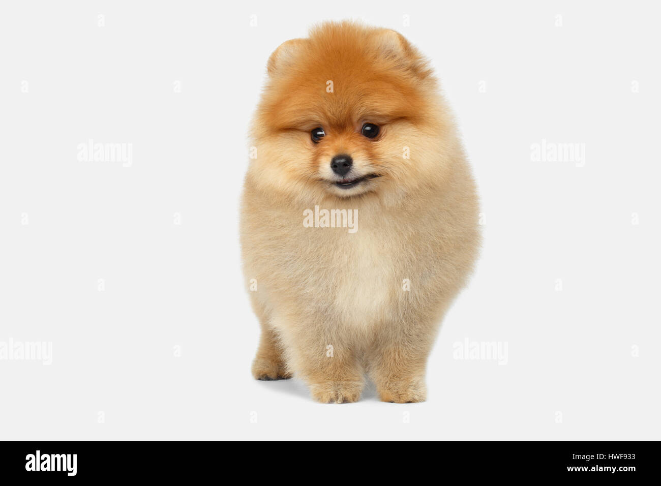 miniature Pomeranian Spitz puppy on white background Stock Photo - Alamy