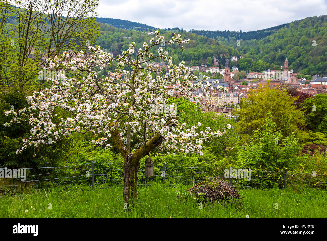 Heidelberg city in spring. View from Philosophenweg. Heildelberg old ...