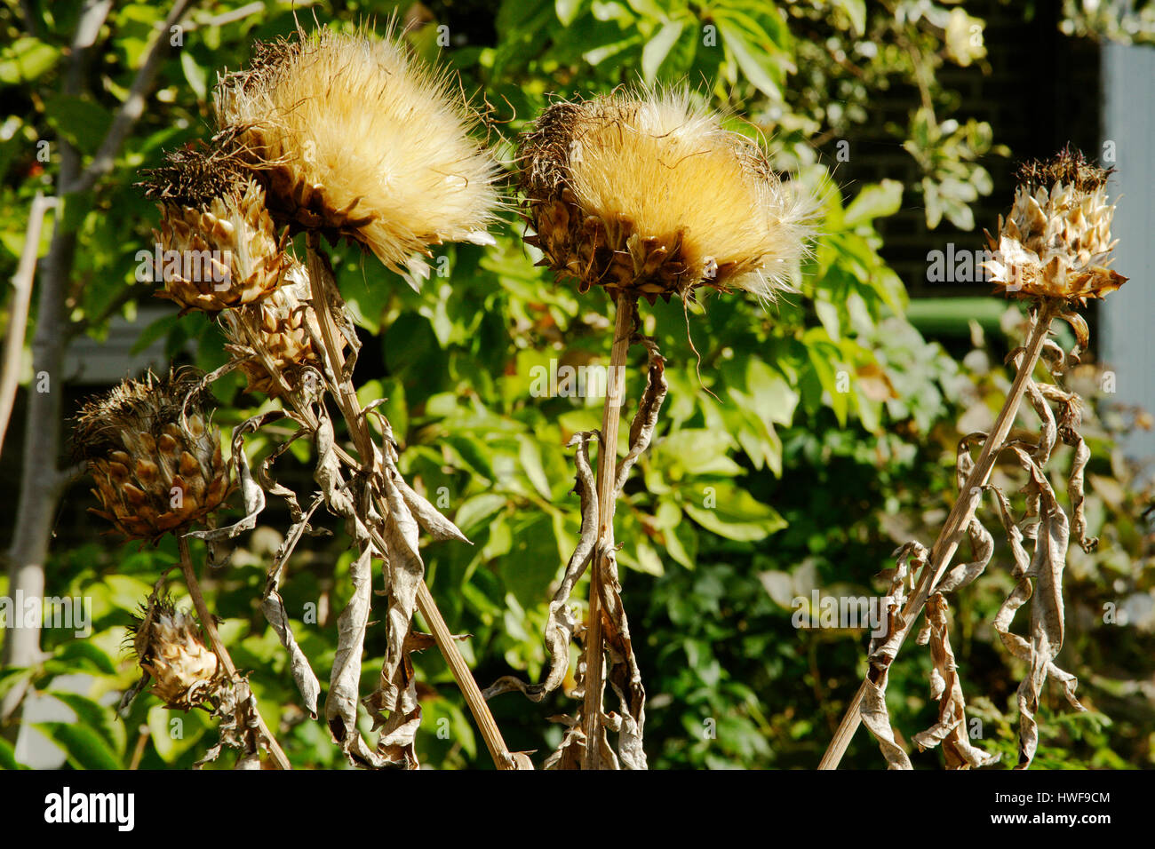 Dead flower stems hi-res stock photography and images - Alamy