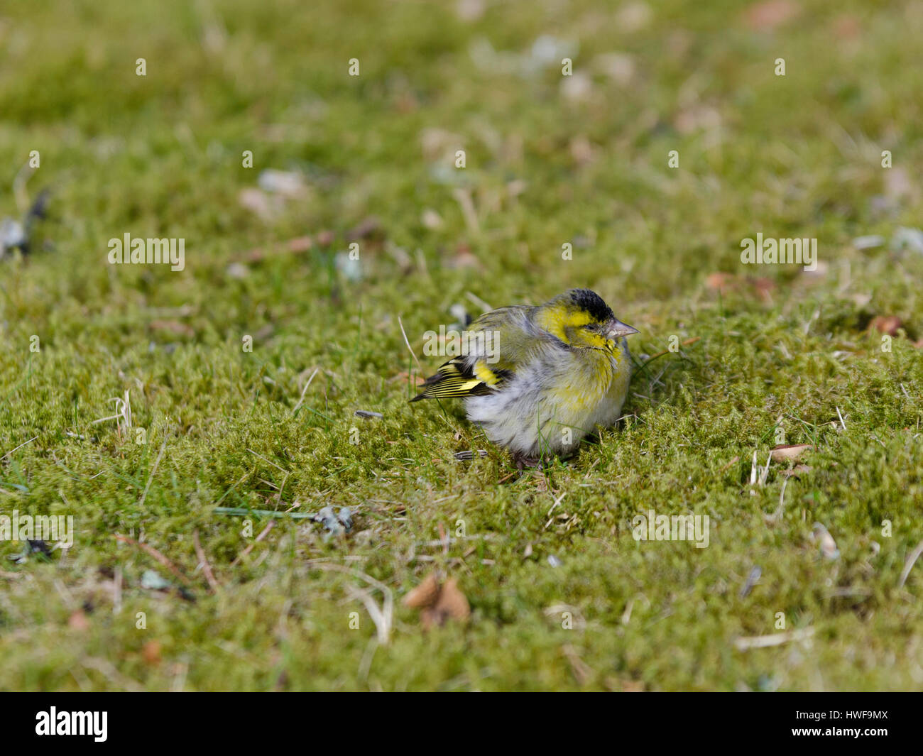 Graas hi-res stock photography and images - Alamy