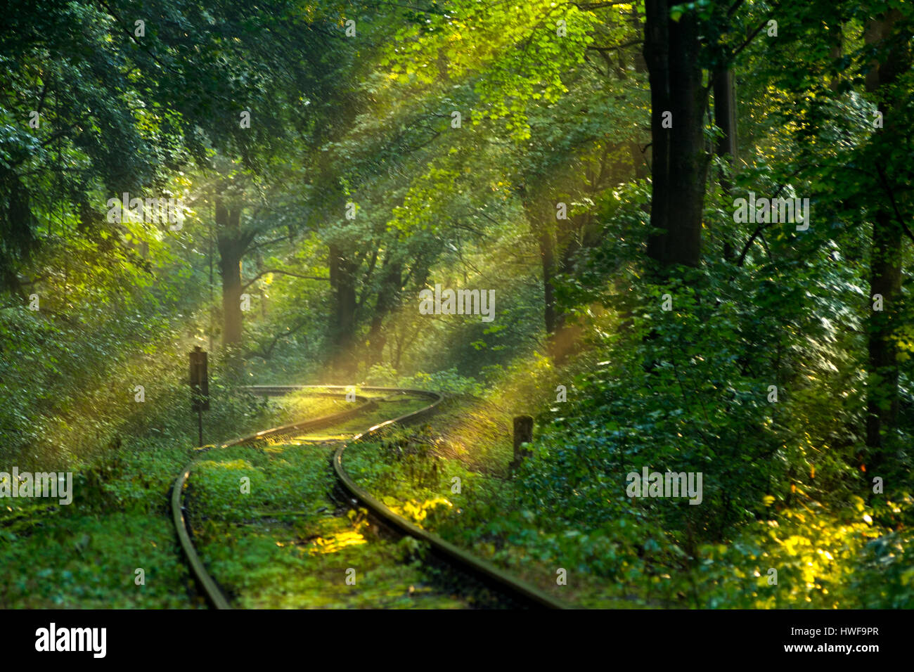 Railways in the forrest. Calmng and positive Stock Photo - Alamy