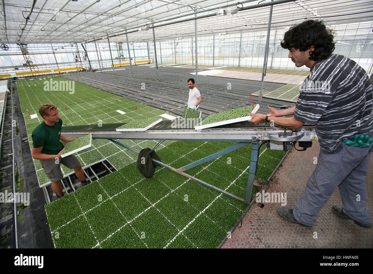 germination of seeds in glasshouses Stock Photo - Alamy