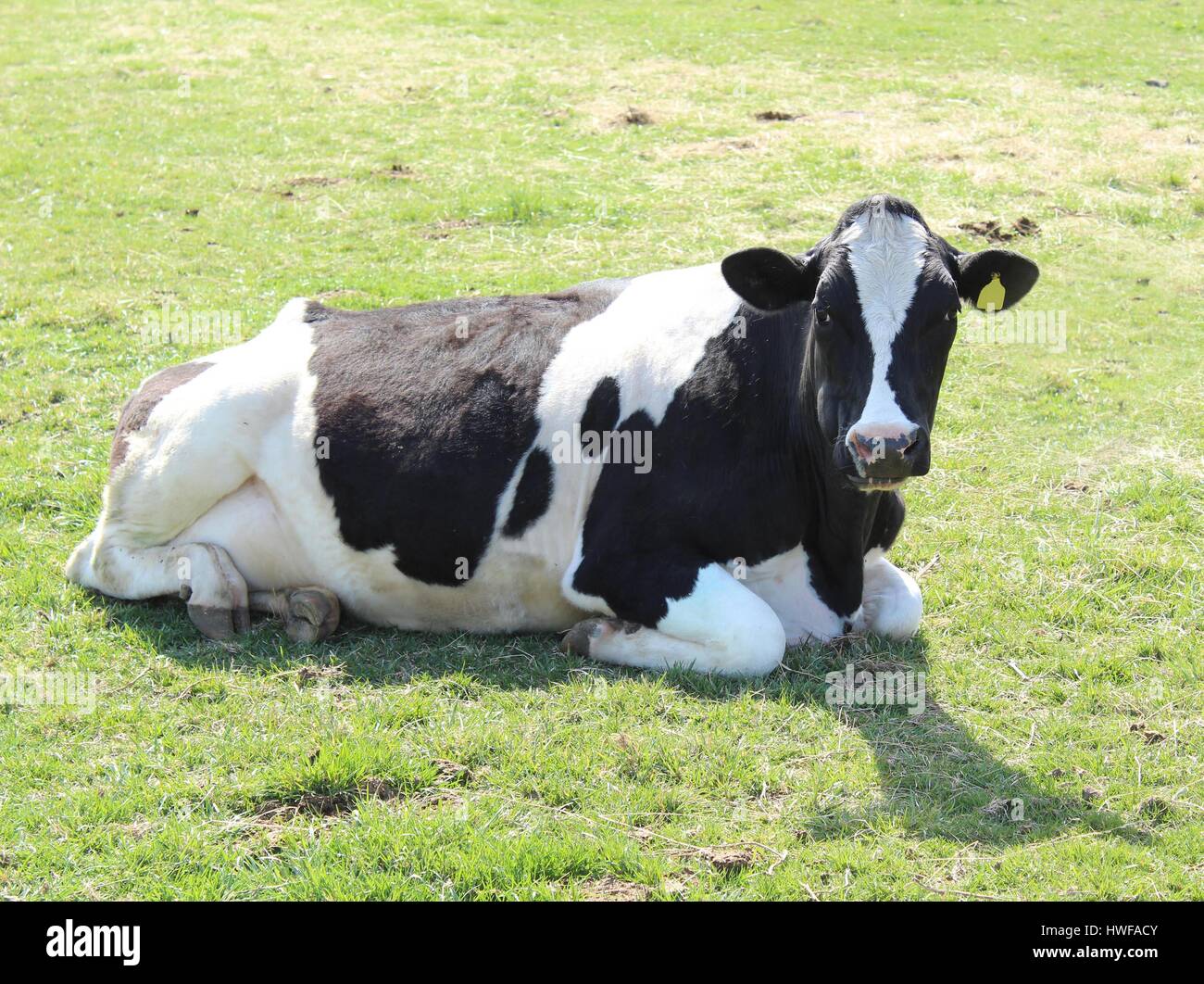 Milkbarn hi-res stock photography and images - Alamy