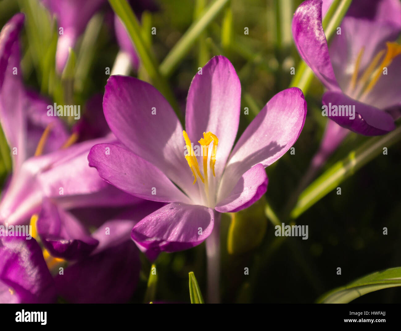 Spring is in the air Stock Photo - Alamy