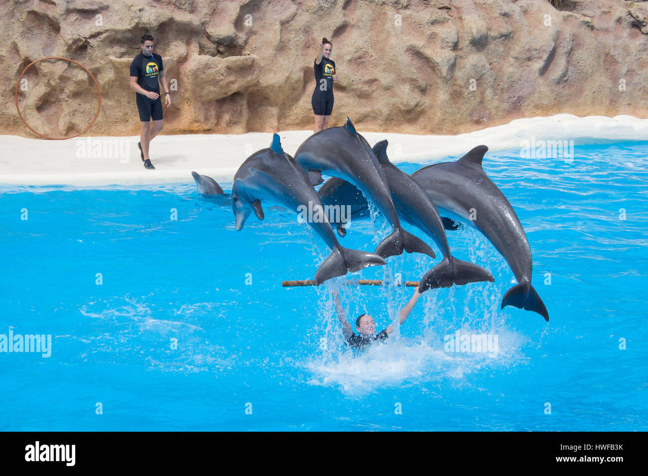 Dolphin Trainer Sea World High Resolution Stock Photography and Images ...