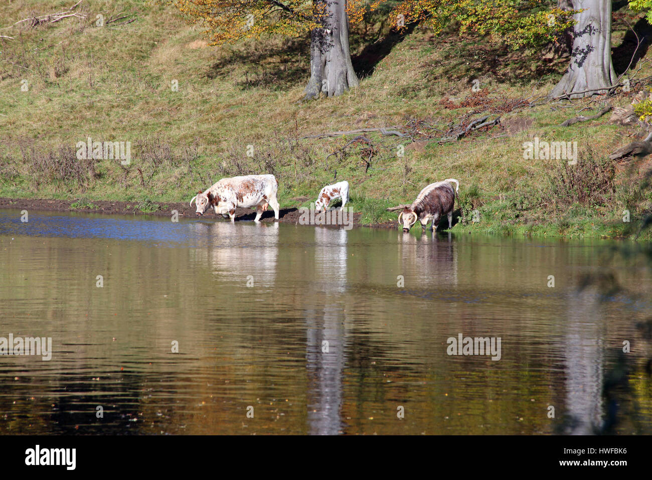Longhorn cattle in river Stock Photo - Alamy