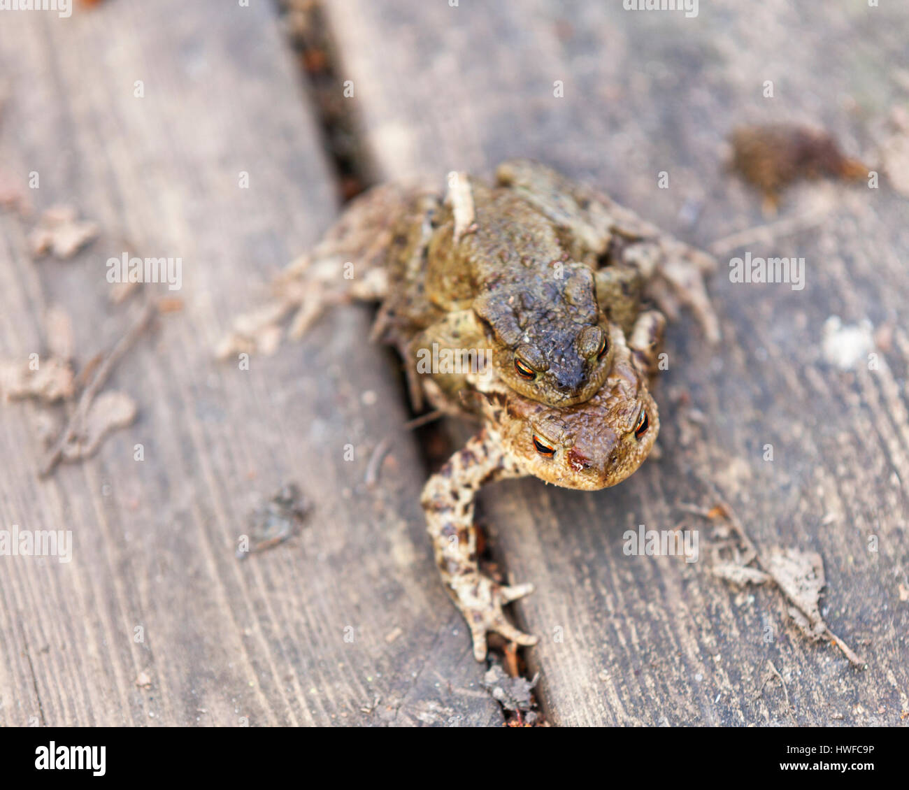 Pair of common European toads (Bufo bufo) mating Model Release: No ...