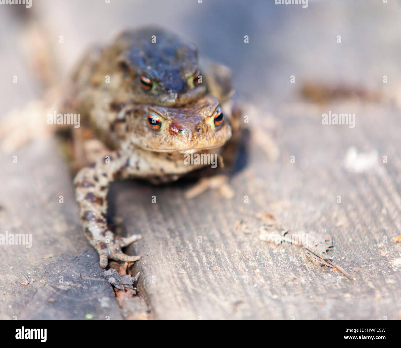 Pair of common European toads (Bufo bufo) mating Model Release: No ...