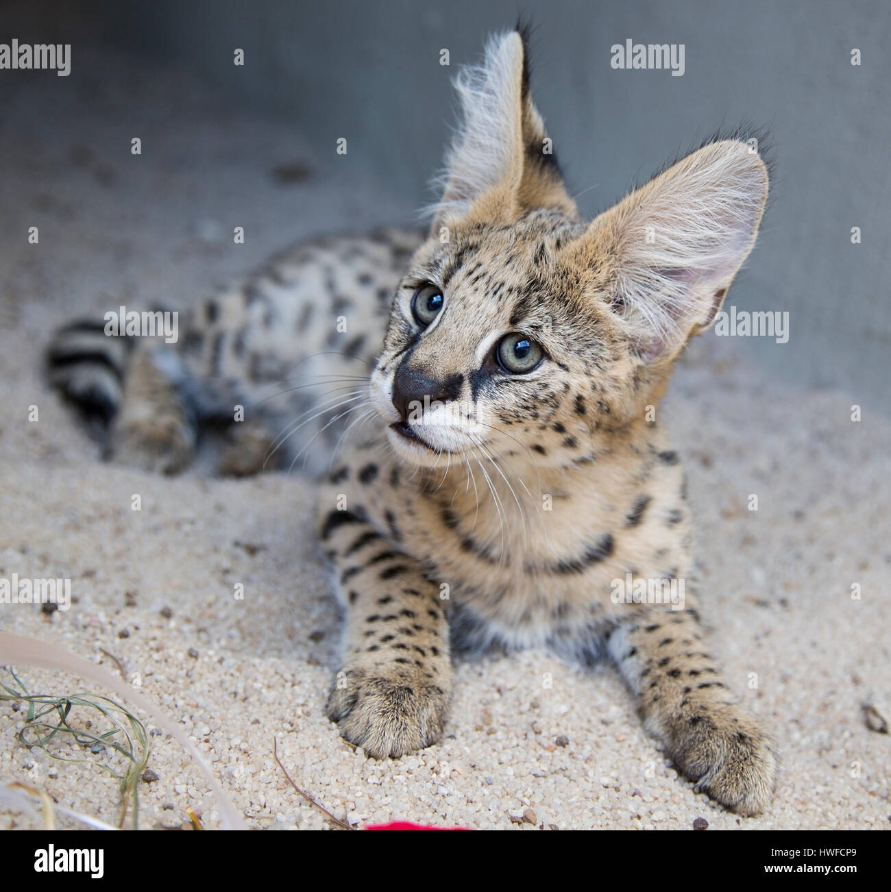 Serval wild hi-res stock photography and images - Alamy
