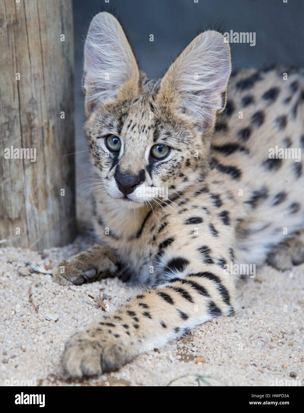 Serval hi-res stock photography and images - Alamy