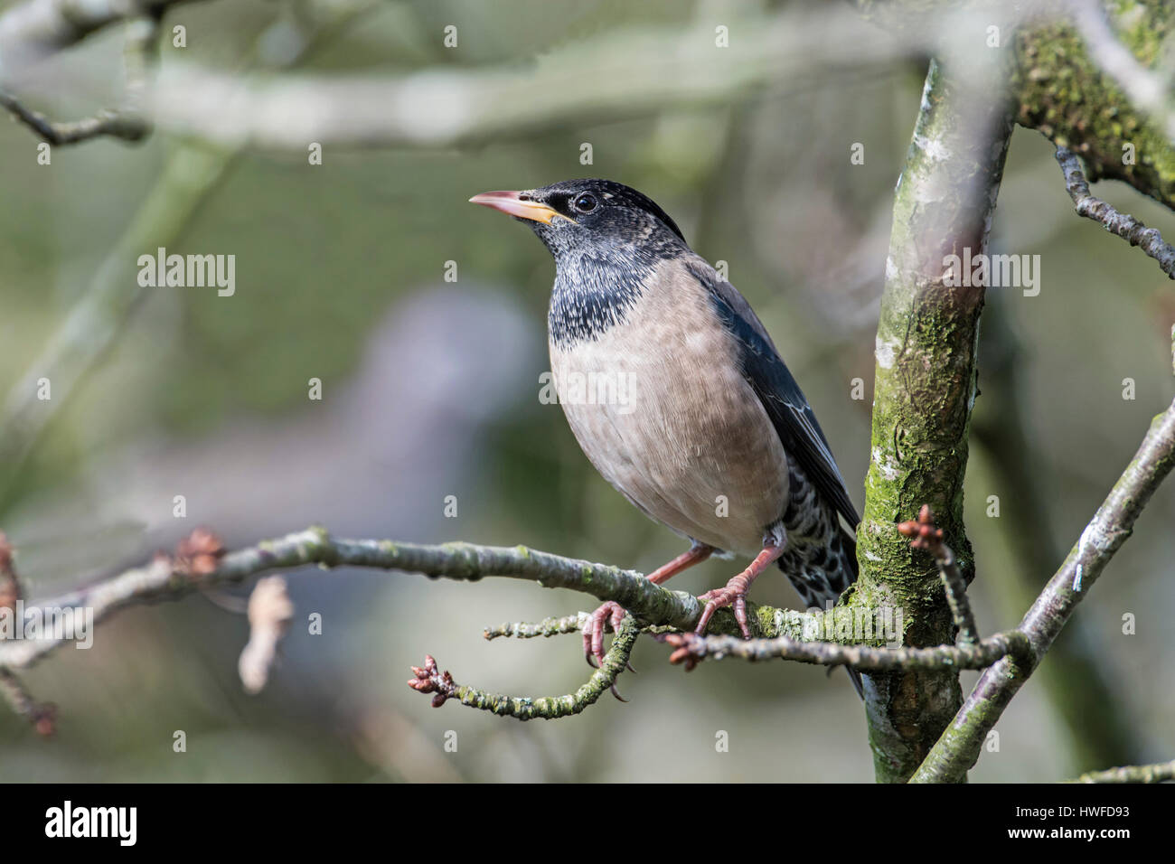 Rose-coloured starling (Sturnus roseus), Rare in the UK, this is the ...