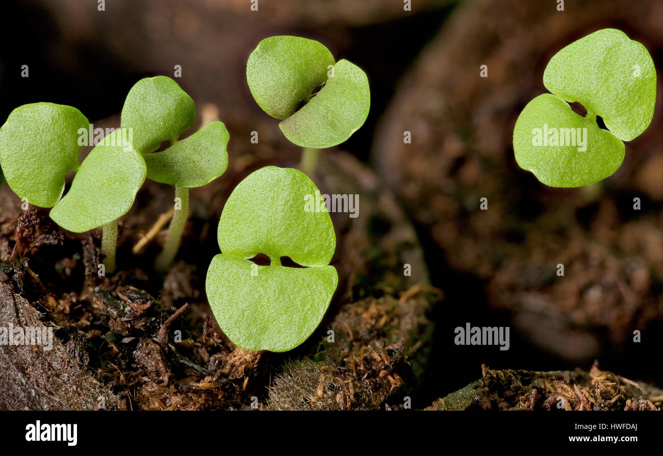 Basil Seed Sprouts at Shirley Arrowood blog