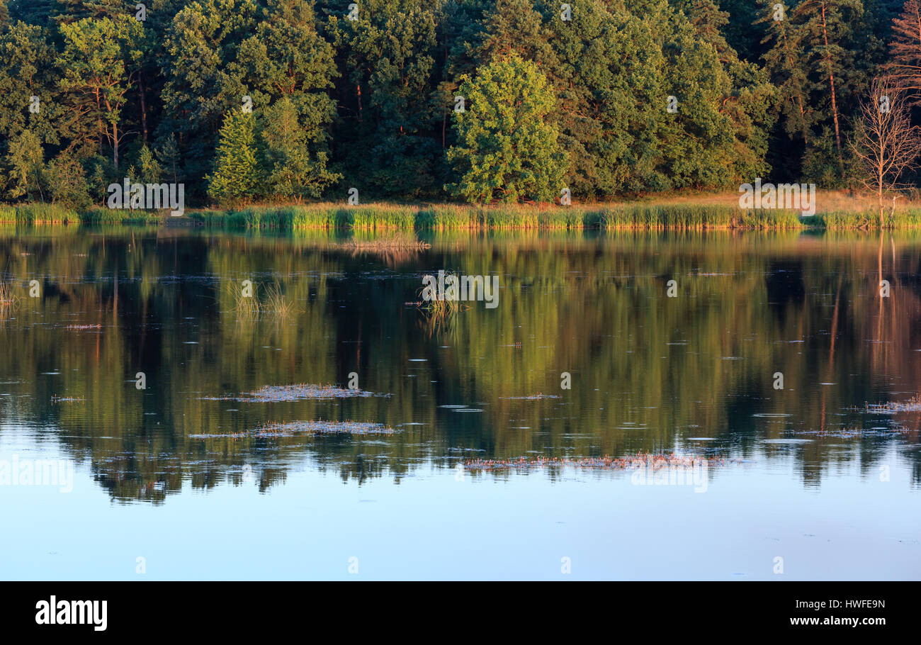 Evening summer lake landscape with trees reflections on water surface ...