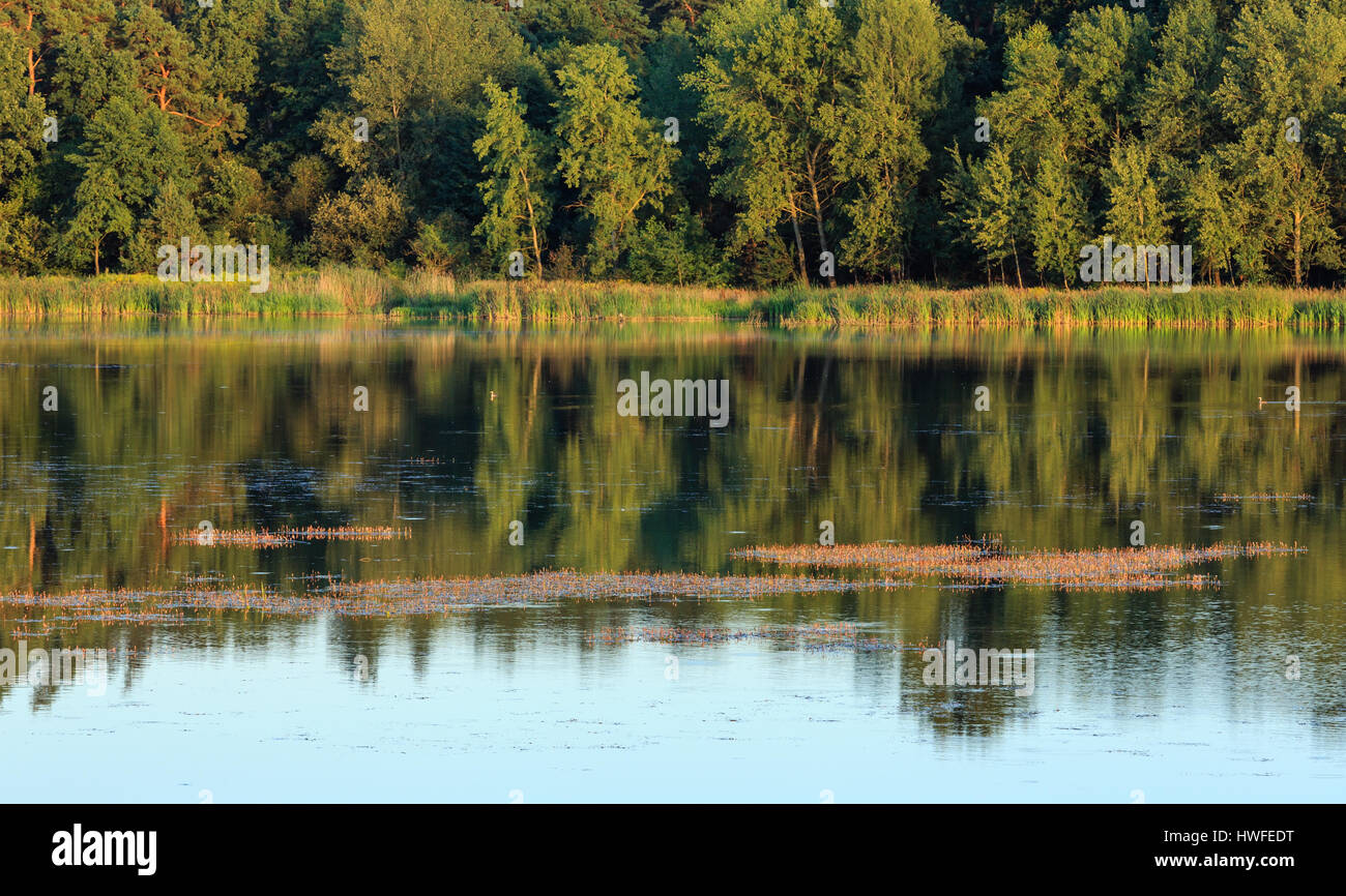 Evening summer lake landscape with trees reflections on water surface ...