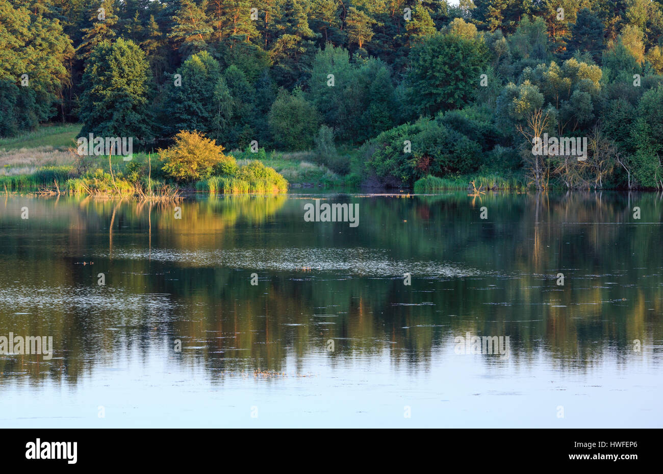 Evening summer lake landscape with plants reflections on water surface ...