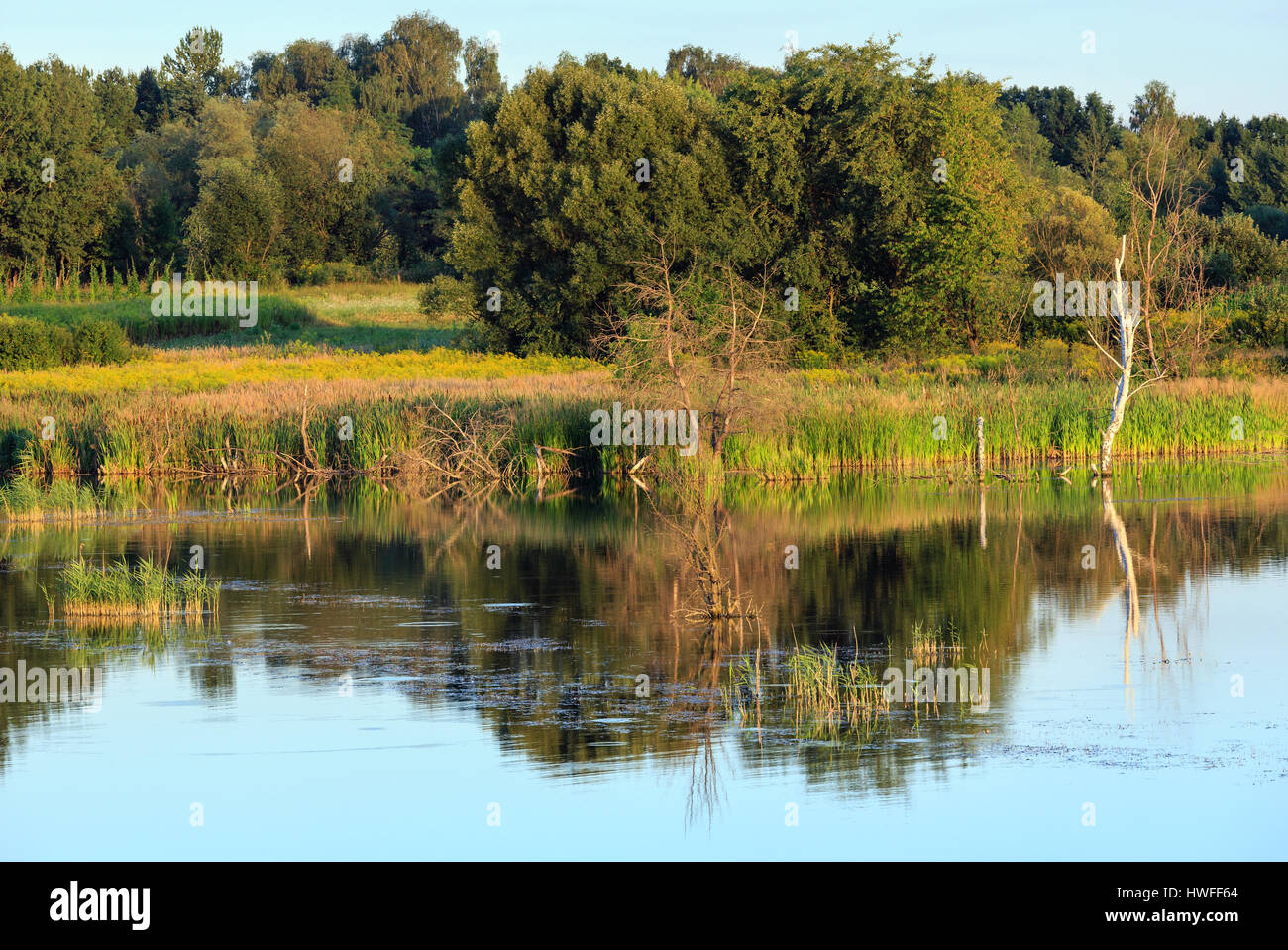 Evening summer lake landscape with plants reflections on water surface ...