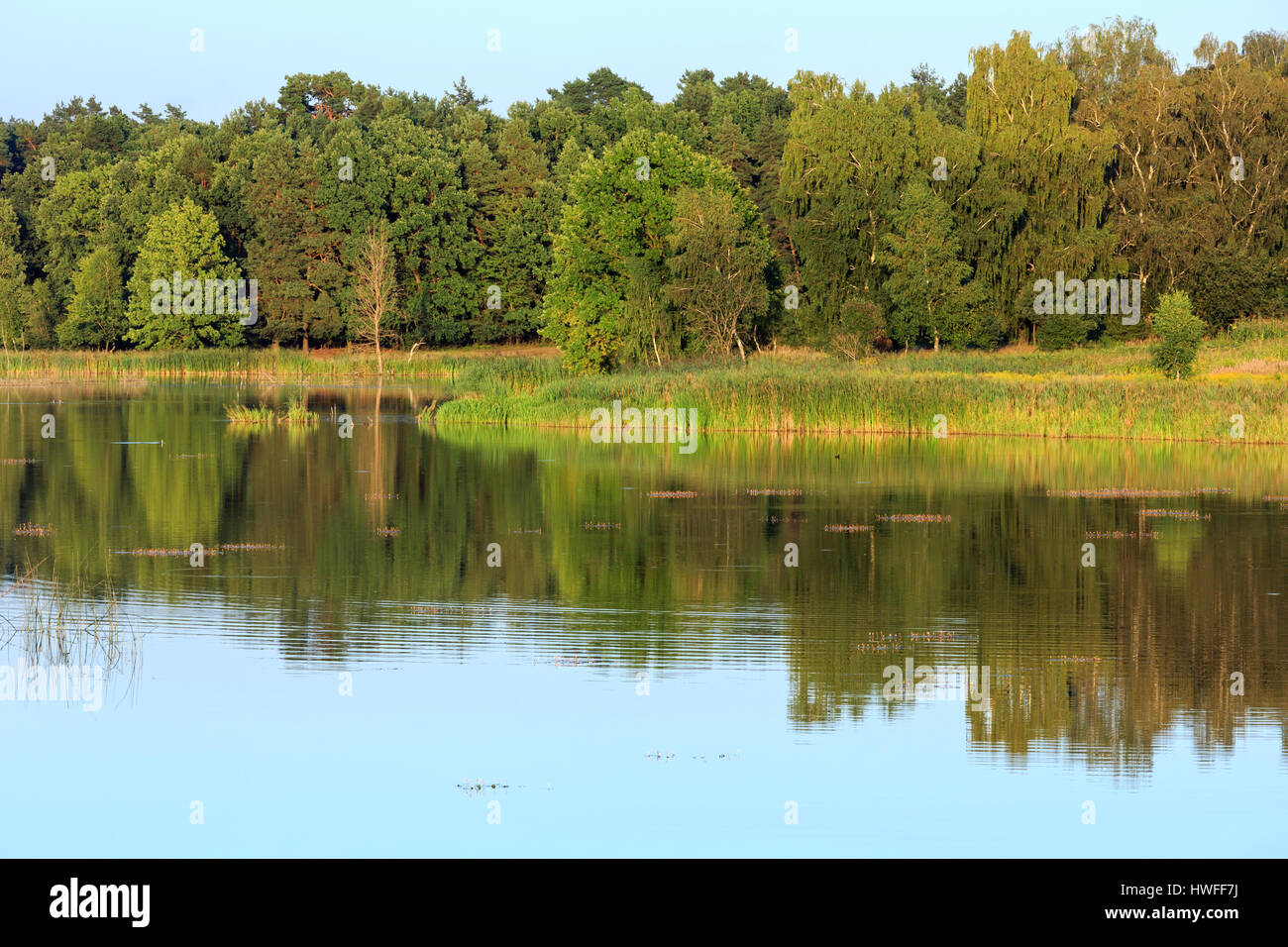 Evening summer lake landscape with plants reflections on water surface ...