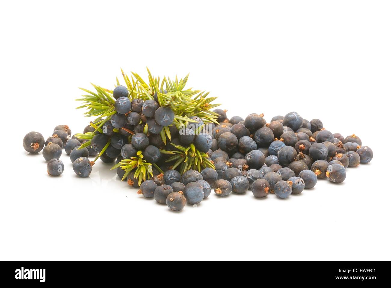 Juniper berries on tree Cut Out Stock Images & Pictures - Alamy