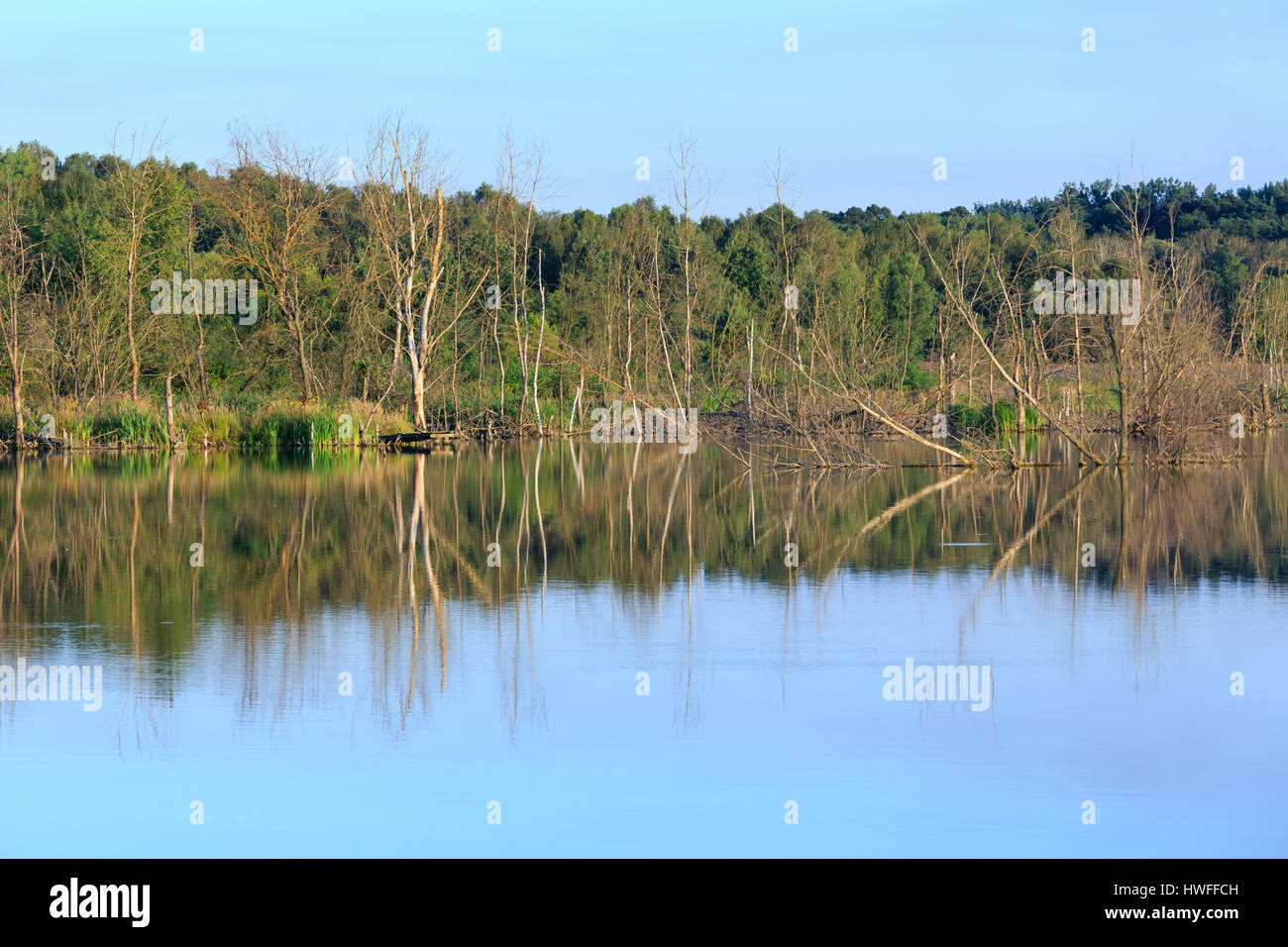 Evening summer lake landscape with plants reflections on water surface ...