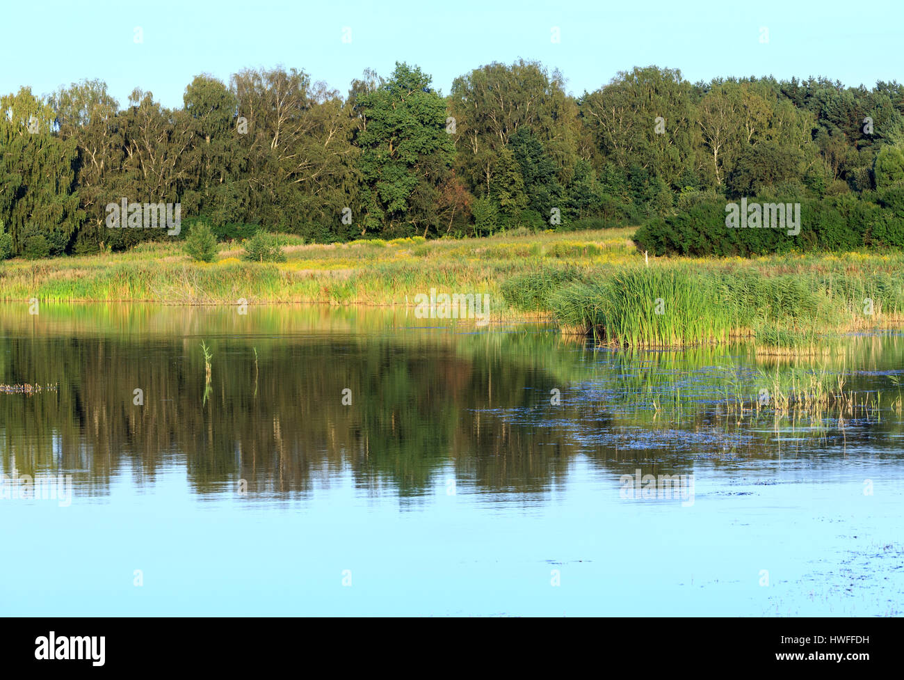 Evening summer lake landscape with plants reflections on water surface ...