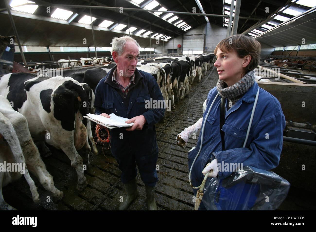 veterinarian at work at a farm Stock Photo - Alamy