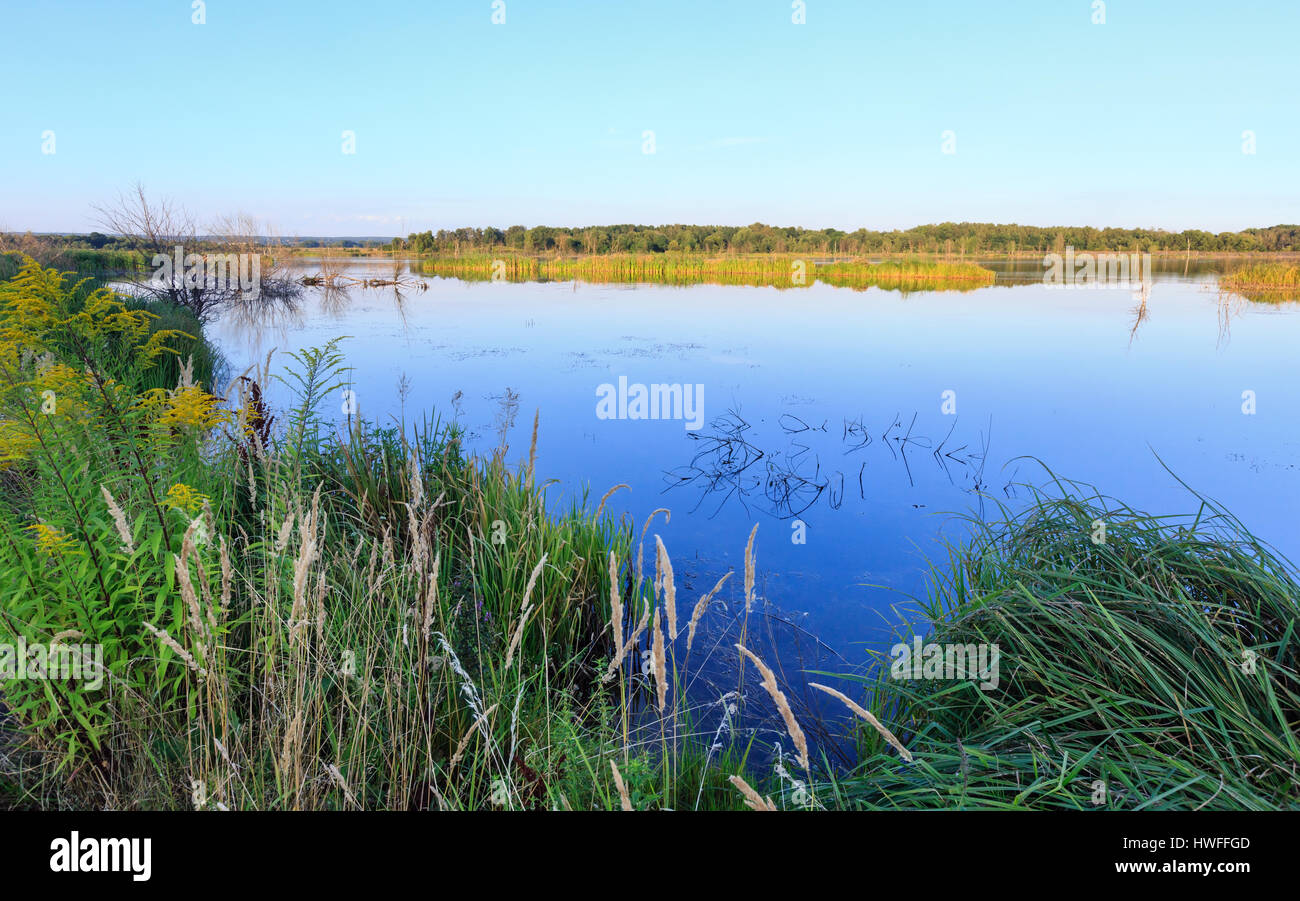 Evening summer lake landscape with plants reflections on water surface ...